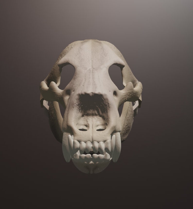 Bear Skull Mask .STL Files for 3D Printing - Etsy