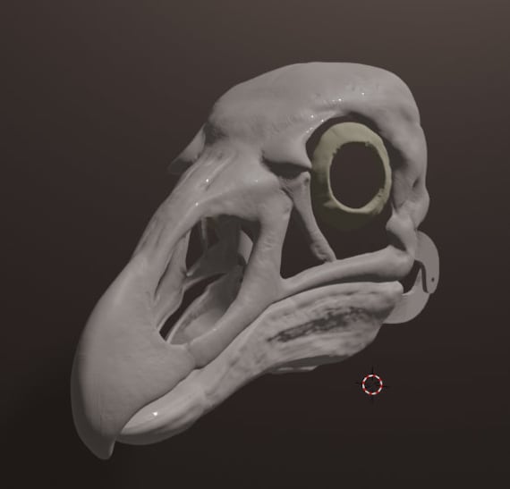 Buzzard Skull
