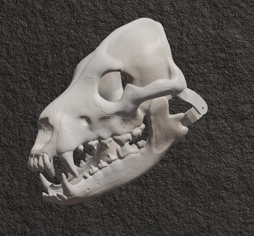 Arctic Wolf Skull Mask .STL Files for 3D Printing - Etsy Australia