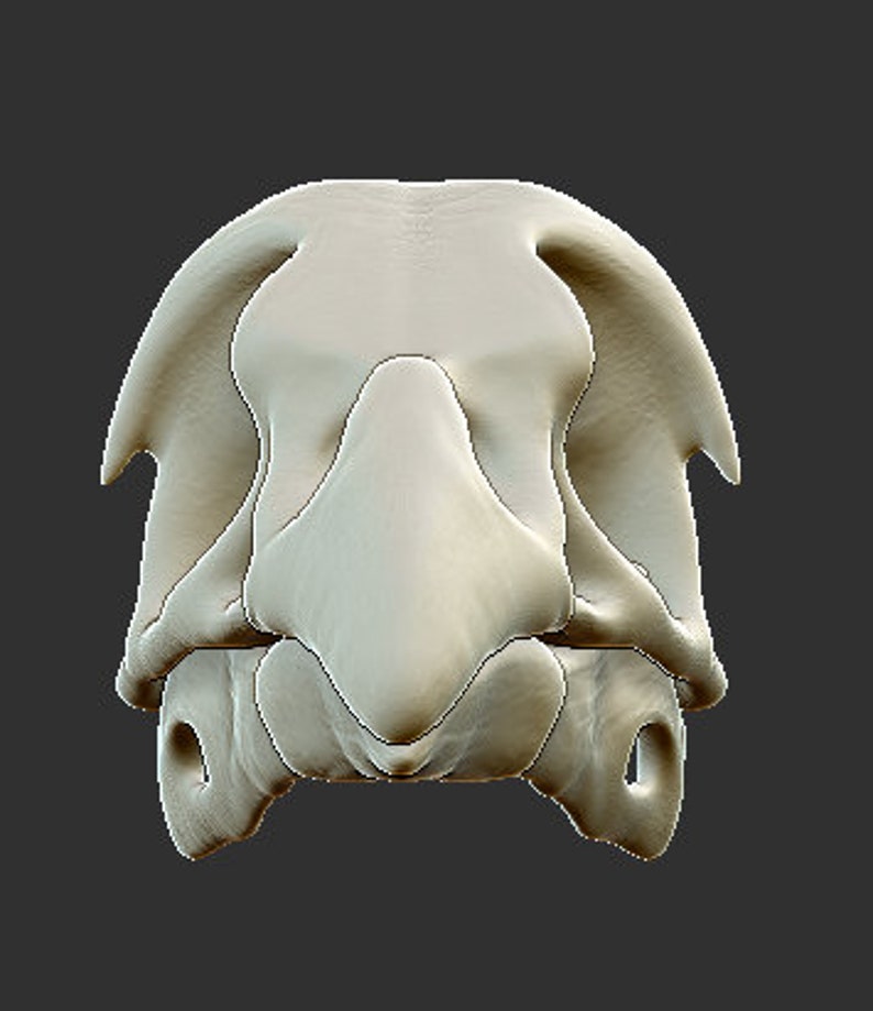 House Sparrow Replica Skull .STL Files for 3D Printing - Etsy