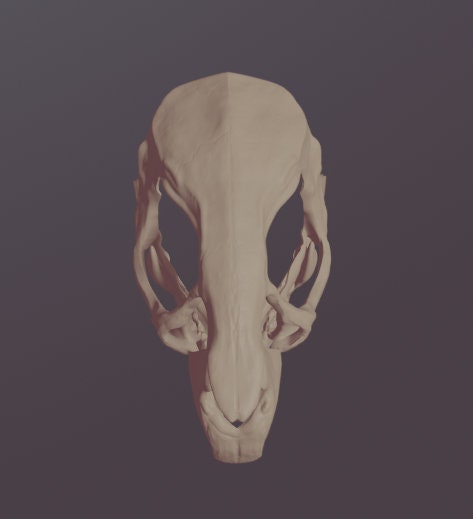Rat Skull Mask .STL Files for 3D Printing | Etsy