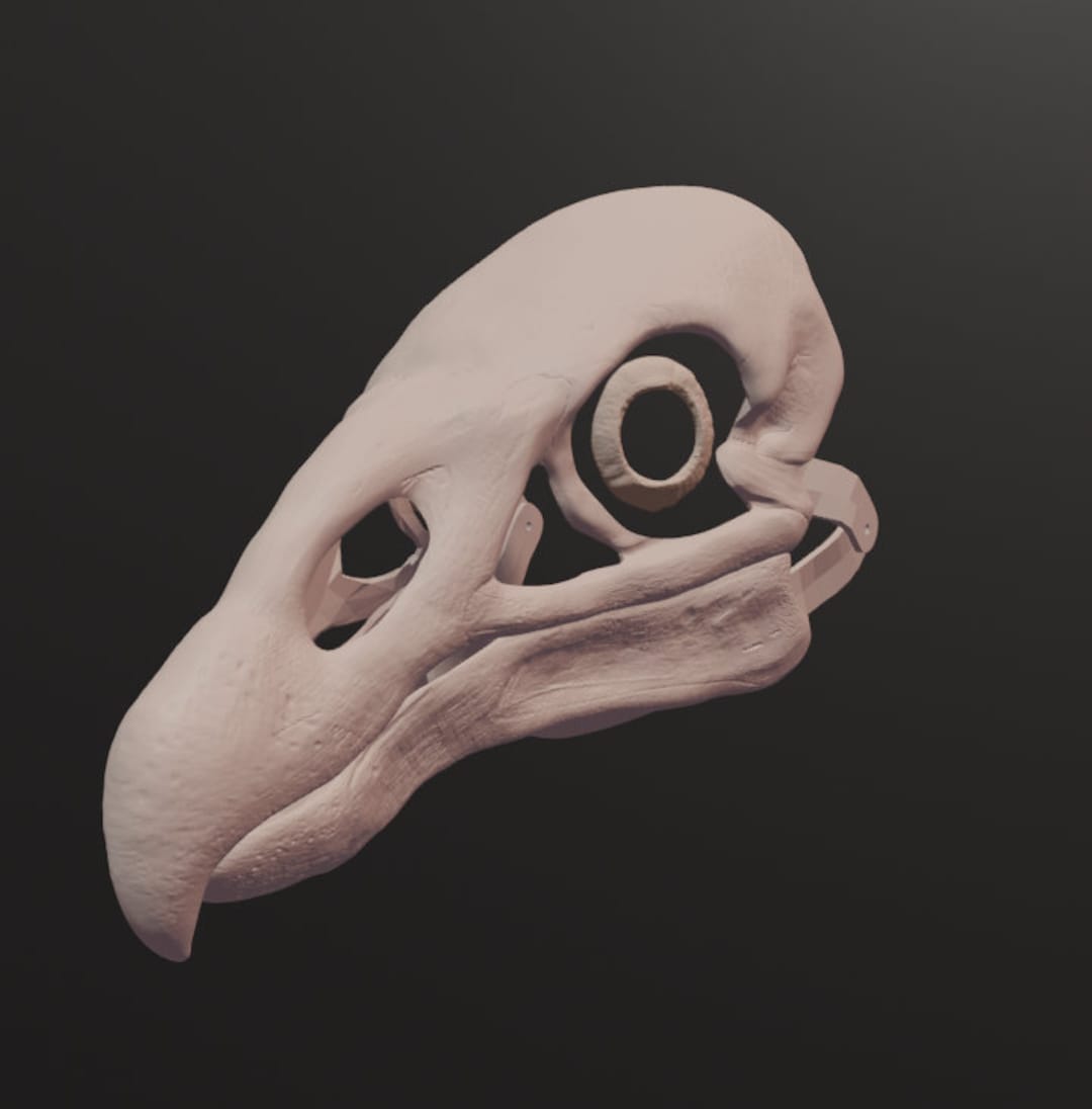 Condor Skull Mask .STL Files for 3D Printing - Etsy
