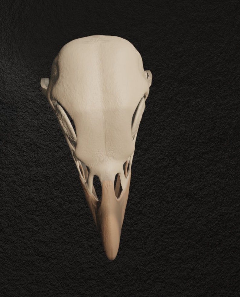 Crow Skull Mask .STL Files for 3D Printing - Etsy
