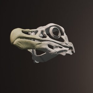 Seagull Skull Mask .STL Files for 3D Printing - Etsy Australia