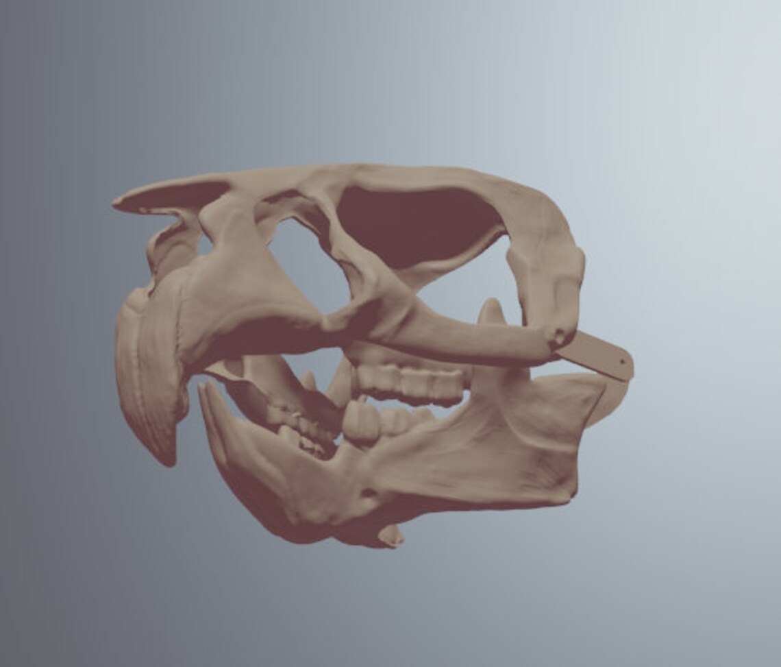 Buy Rat Skull Mask .STL Files for 3D Printing Online in India - Etsy