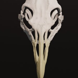 Seagull Skull Mask .STL Files for 3D Printing - Etsy Australia