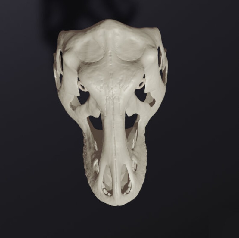 T-rex Skull Mask V2 .STL Files for 3D Printing - Etsy