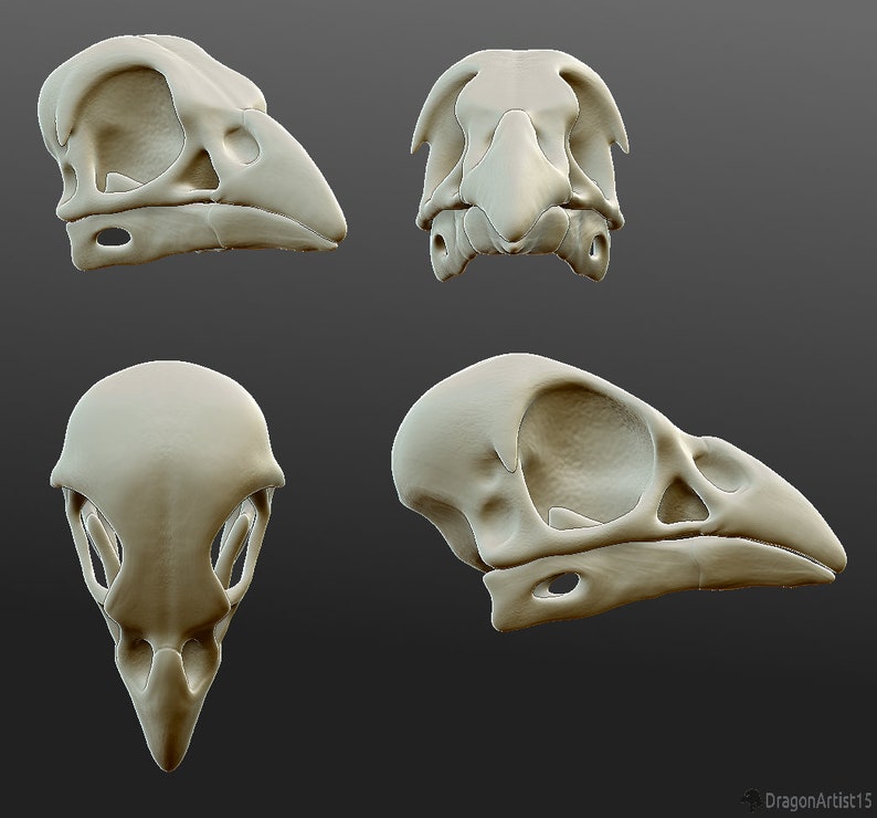 House Sparrow Replica Skull .STL Files for 3D Printing - Etsy