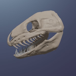 Ball Python Skull Mask .STL Files - Etsy