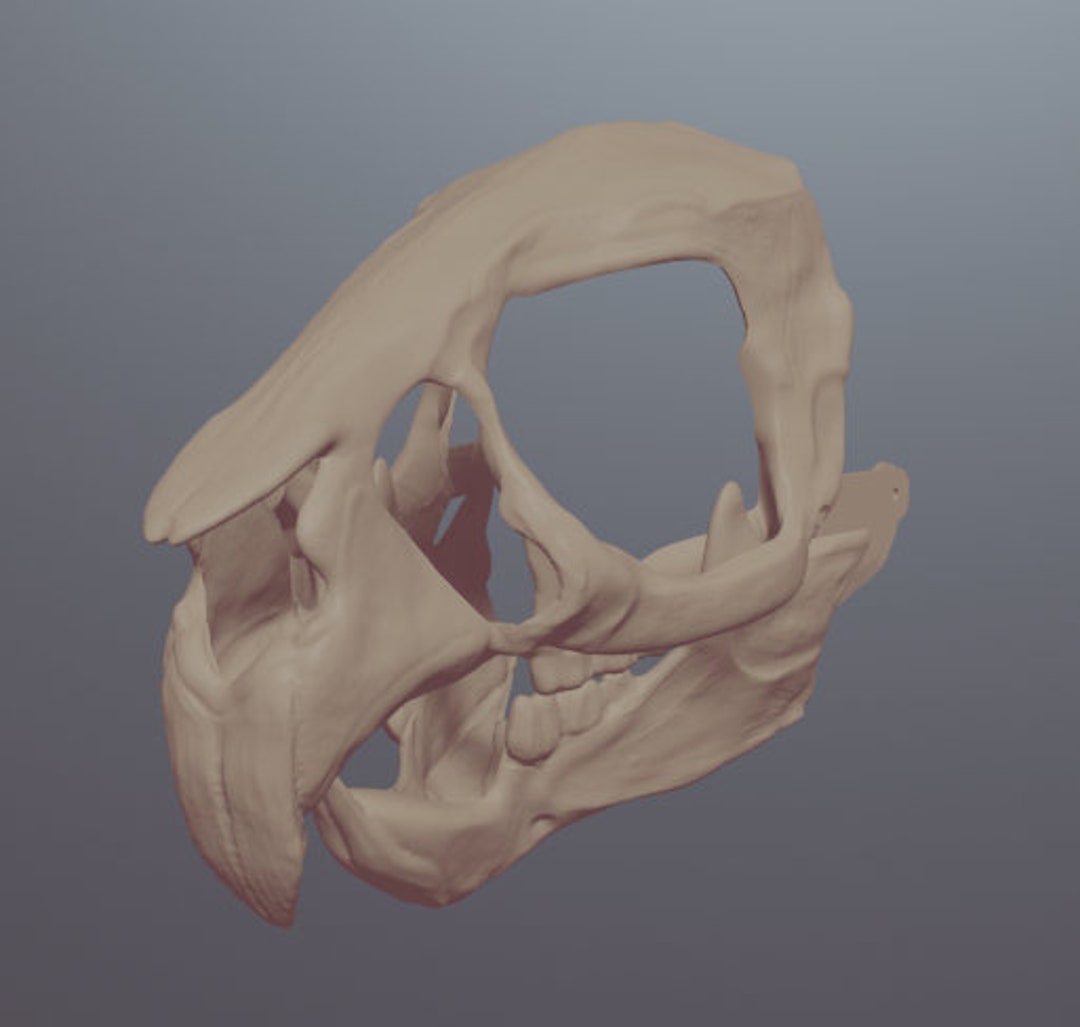 Rat Skull Mask .STL Files for 3D Printing - Etsy