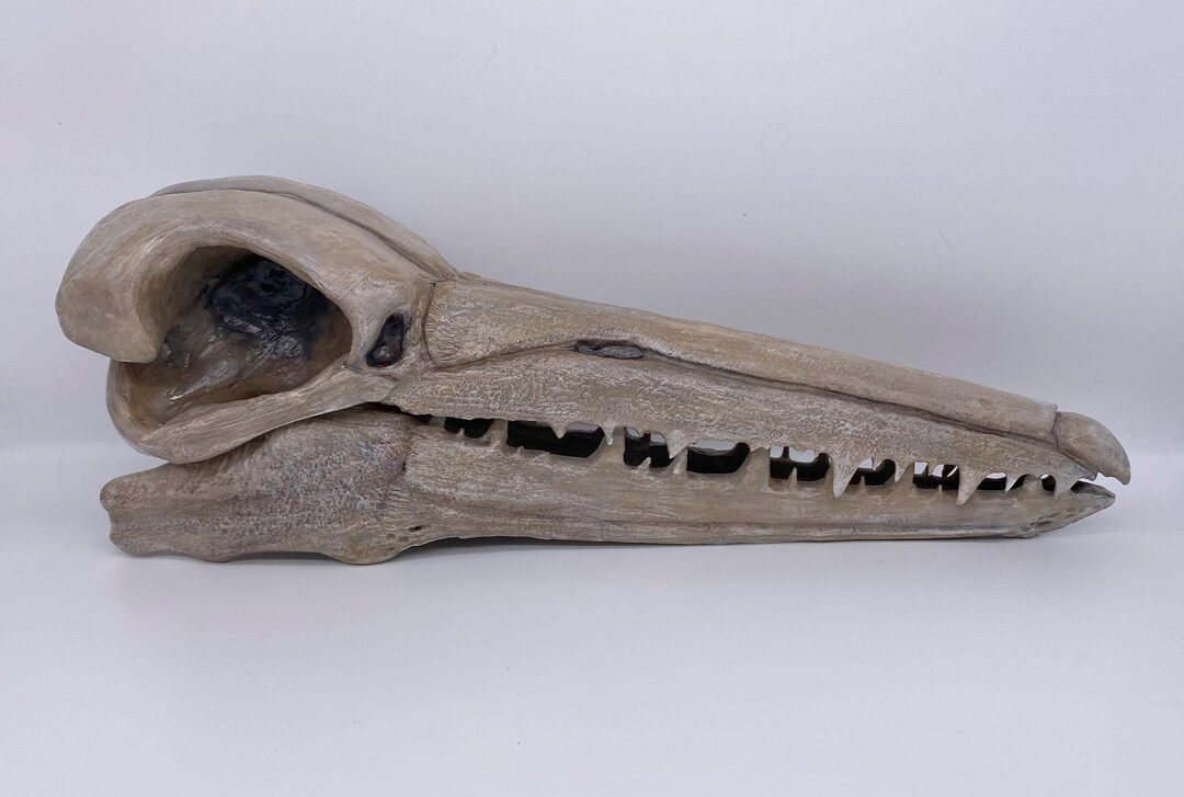 Physical 3D Printed 1:1 Scale Replica Pelagornis Skull - Etsy