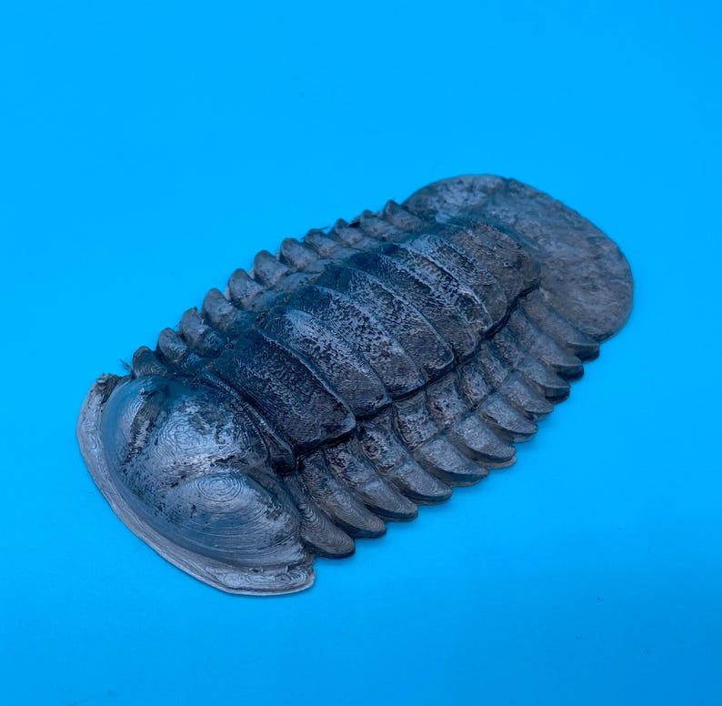 Physical 3D Printed 1:1 Scale Trilobite Sculpture - Etsy