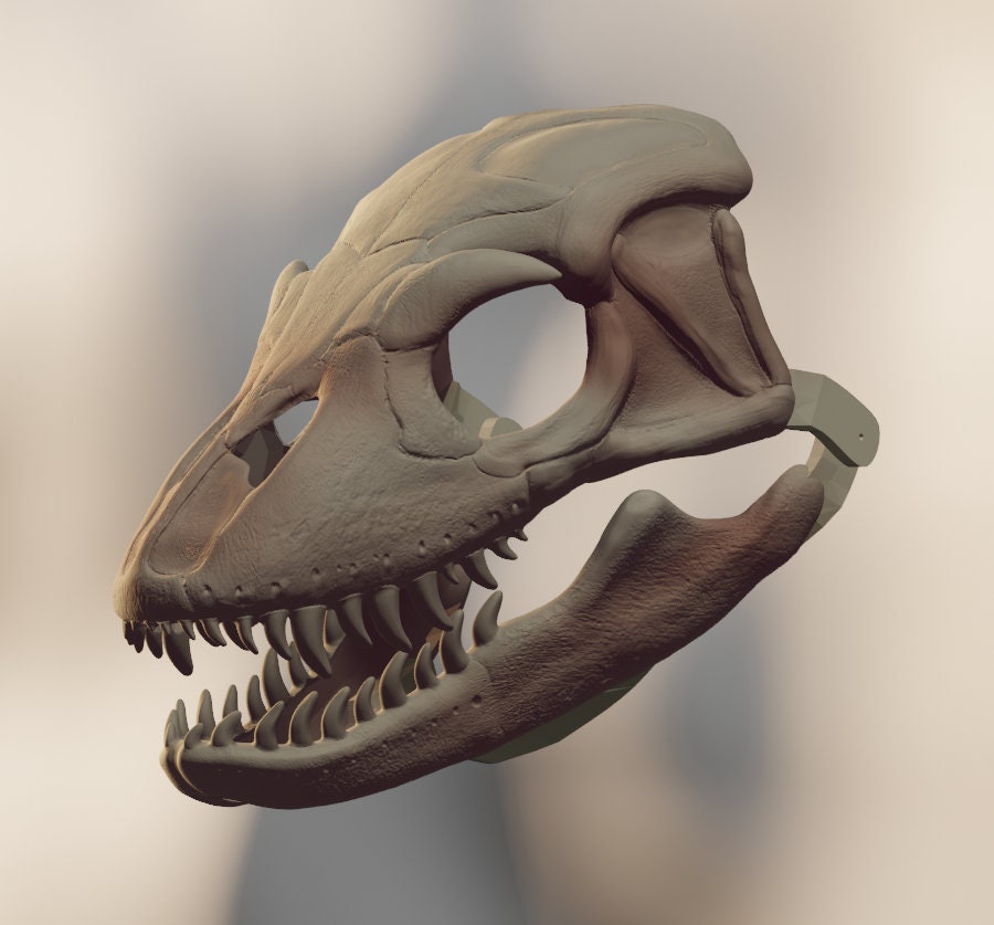 Komodo Dragon Skull