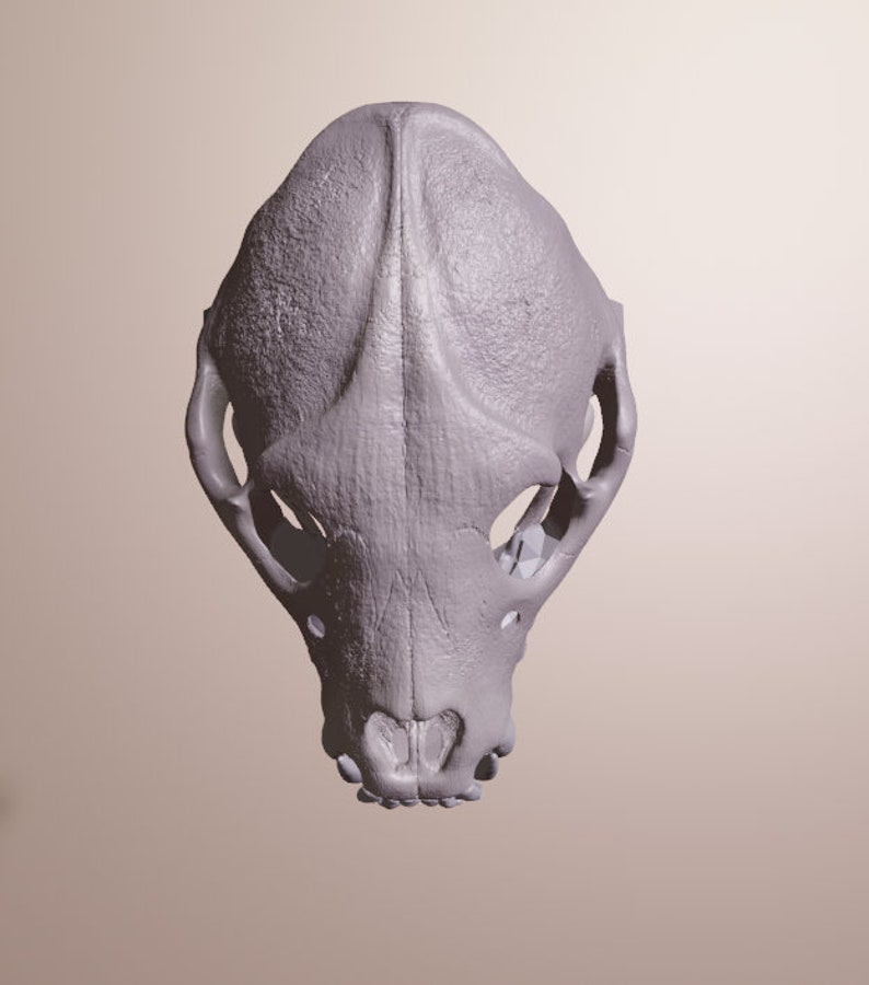 Hyena Skull Mask .STL Files for 3D Printing - Etsy