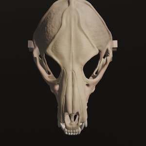 Fox Skull Mask .STL Files for 3D Printing - Etsy