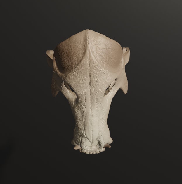 Entelodont Skull Mask .STL Files for 3D Printing - Etsy Australia