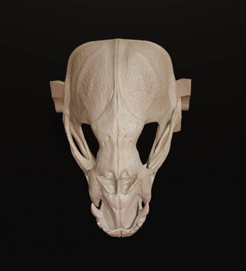 Vampire Bat Skull Mask V2 .STL Files for 3D Printing - Etsy