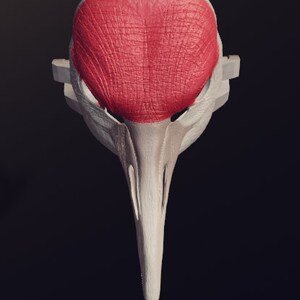 Sandhill Crane Mask .STL Files for 3D Printing - Etsy