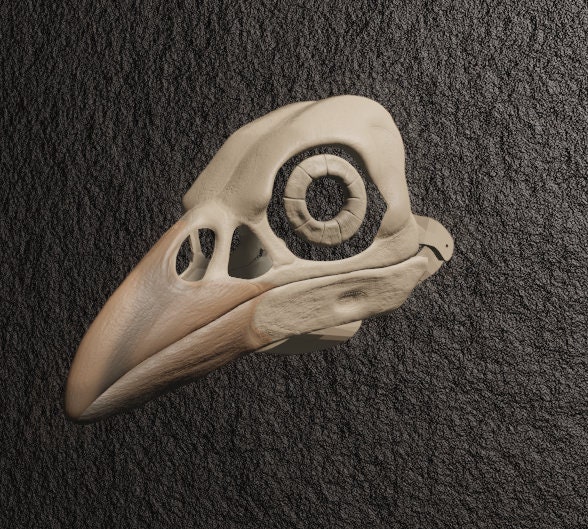 Crow Skull Mask .STL Files for 3D Printing - Etsy UK