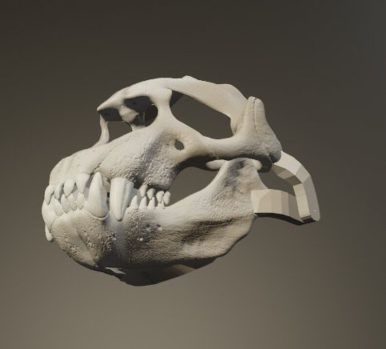 Elephant Seal Skull Mask .STL Files for 3D Printing - Etsy