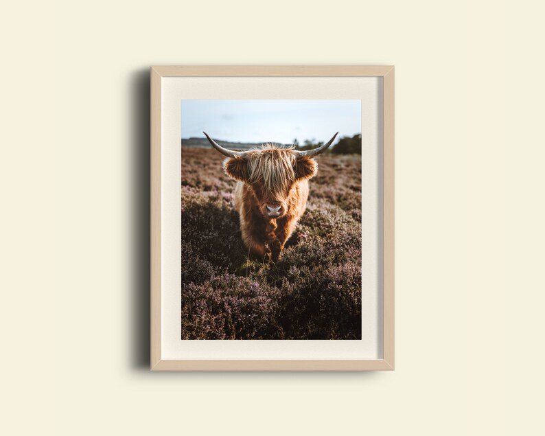 Highland Cow Print Scottish Highlands Scotland Landscape - Etsy UK