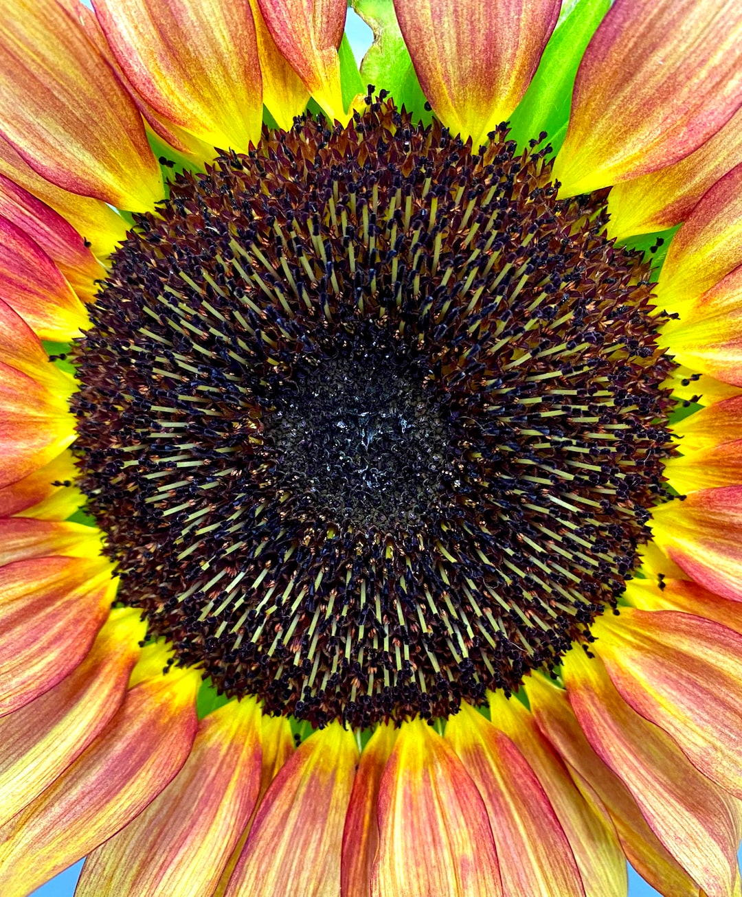 Red & Yellow Sunflower Photo Print - Limited Edition - Art Photography ...
