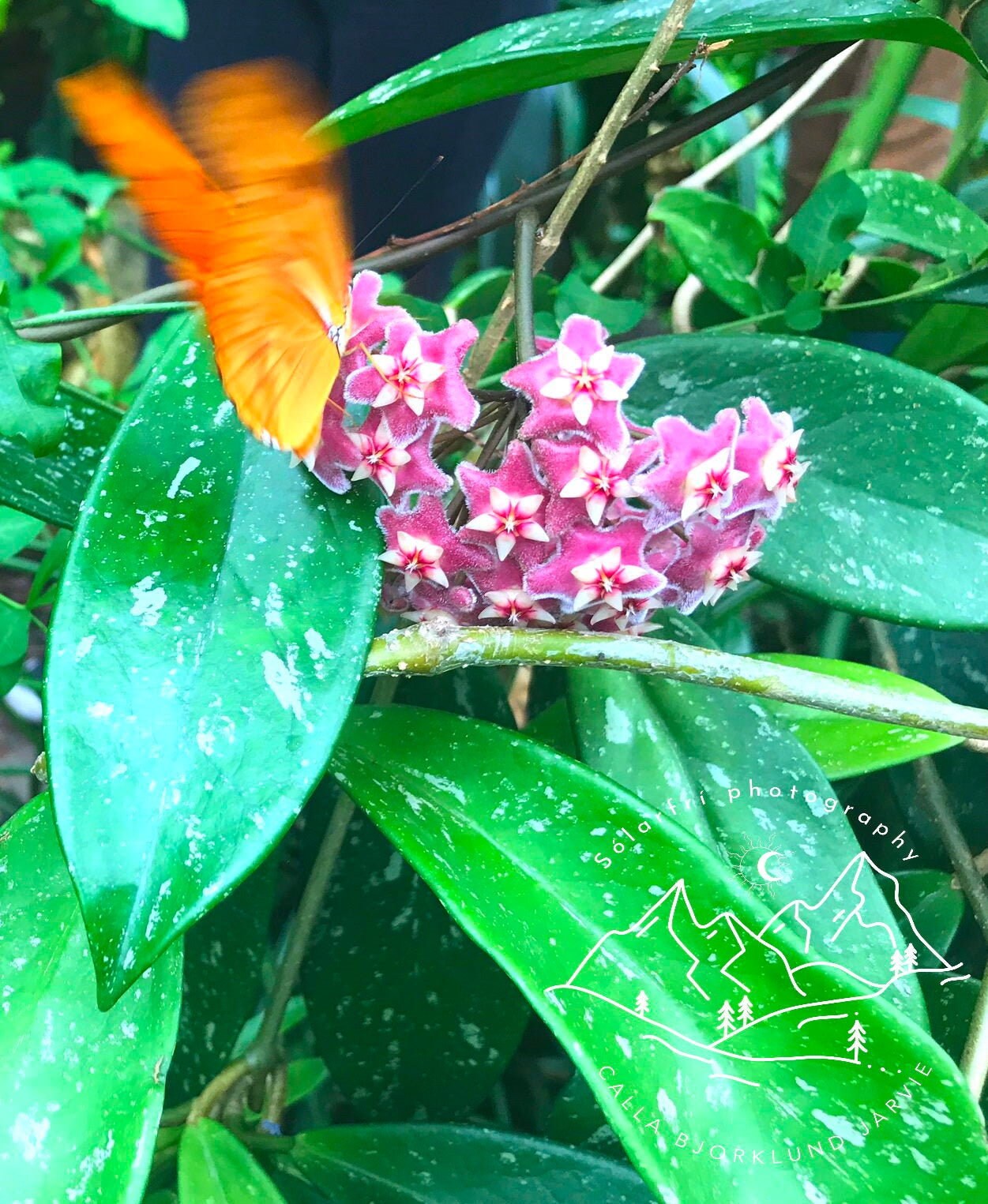 Butterfly in Motion Photo Print - Original - Limited Edition - Nature ...