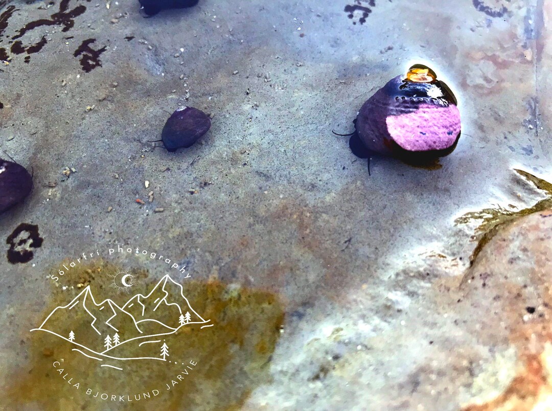 Pink Snail Photo Print - Original - Nature - Art - Nautical ...