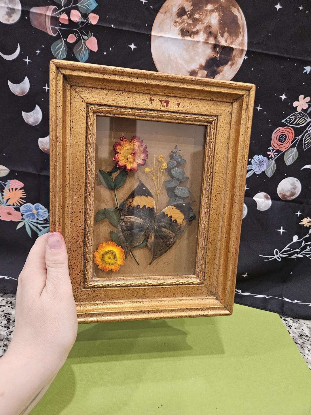 Butterfly Specimen Spread Butterfly in Frame Gold Frame With Dried ...