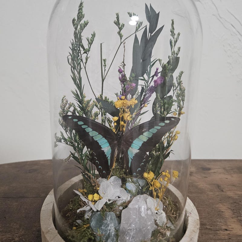 Butterfly Terrarium - Etsy