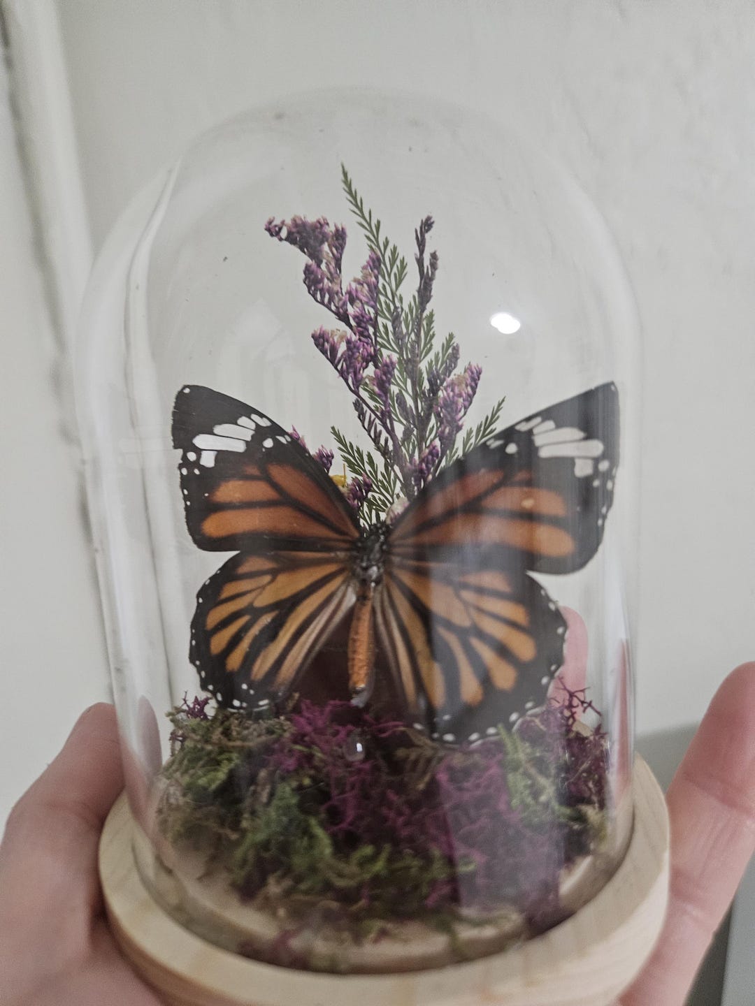 Glass Dome Terrarium With Crystal and Monarch Butterfly Real Butterfly ...