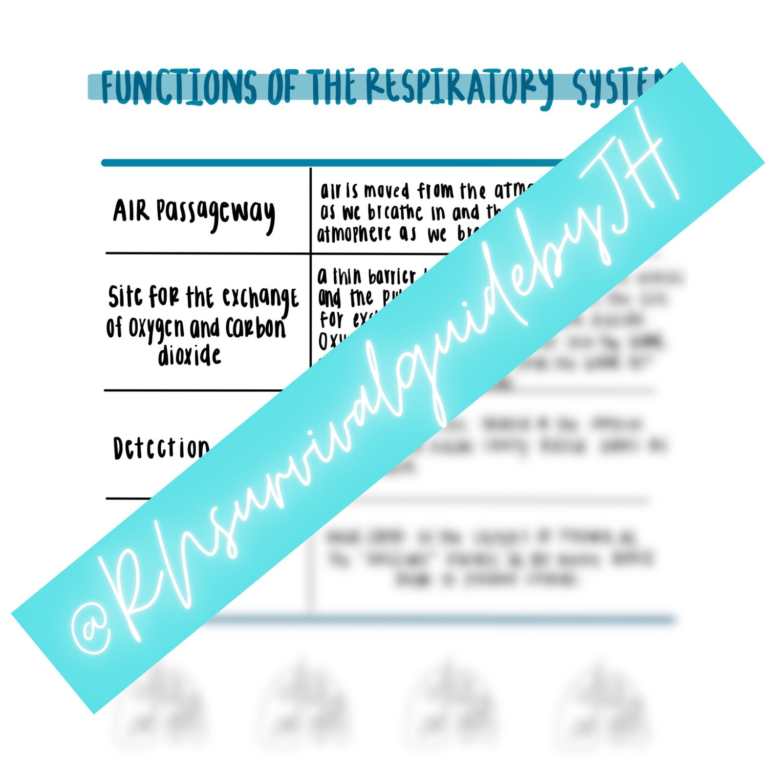 Basic Anatomy and Physiology of the Respiratory System - Anatomy and ...