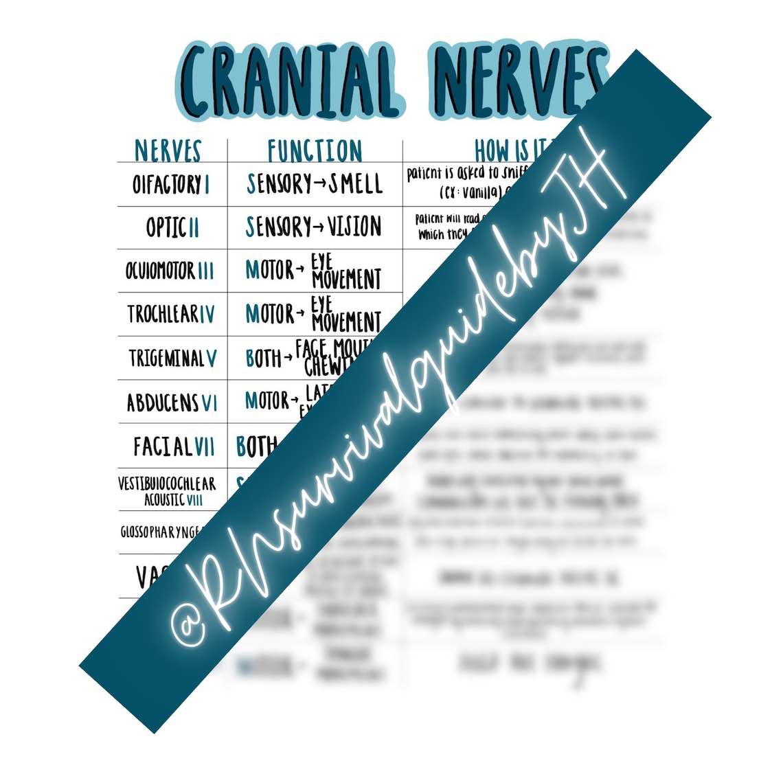 Cranial Nerves Study Sheet for Nursing Students Patho/fundamentals ...