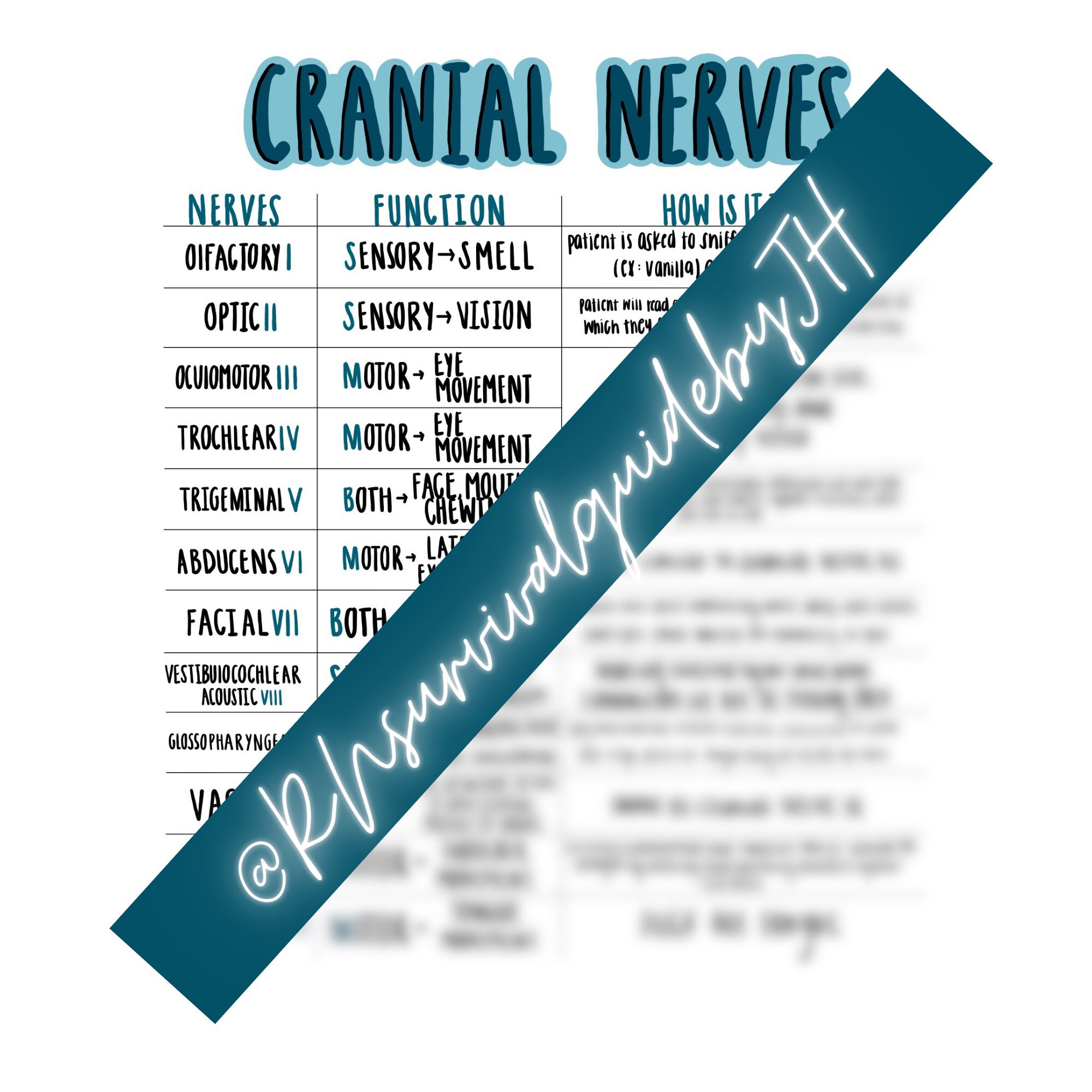 Cranial Nerves Study Sheet for Nursing Students - Patho/fundamentals ...