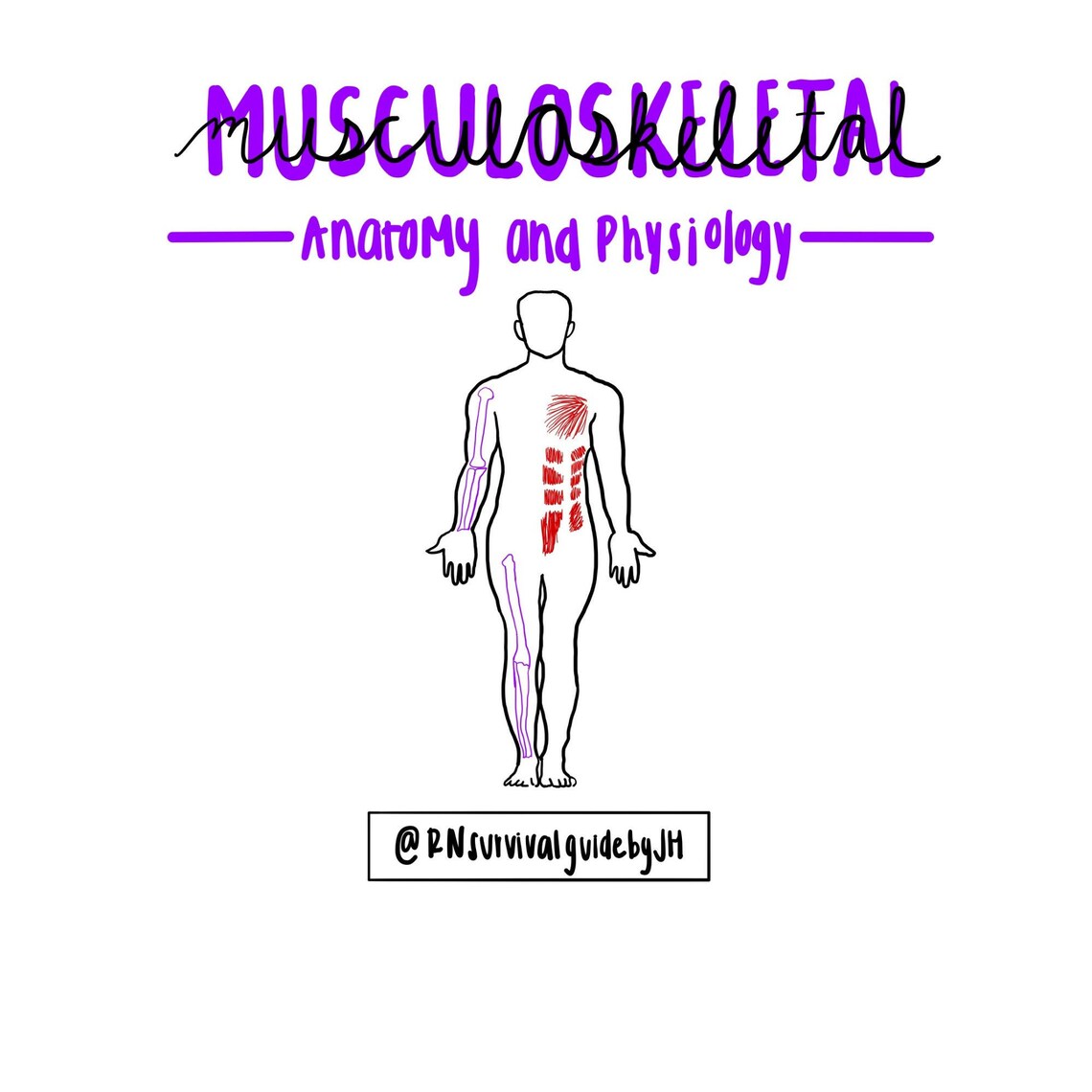 Basic Anatomy and Physiology of the Musculoskeletal System Anatomy and ...