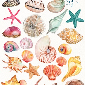 Watercolor Seashells Clipart - Summer Clipart - Beach Clipart ...