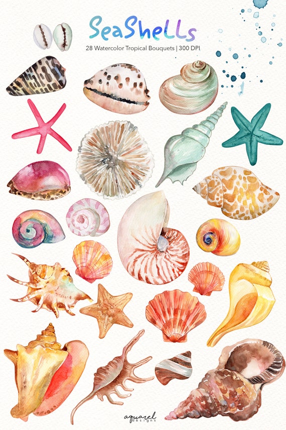Seashells On Beach Clipart