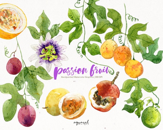 PASSION FRUIT Watercolor Clipart Tropical Fruits Summer - Etsy