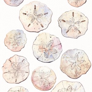 SAND DOLLARS | Watercolor Clipart, Sea Urchins, Sea Cookie, Snapper ...