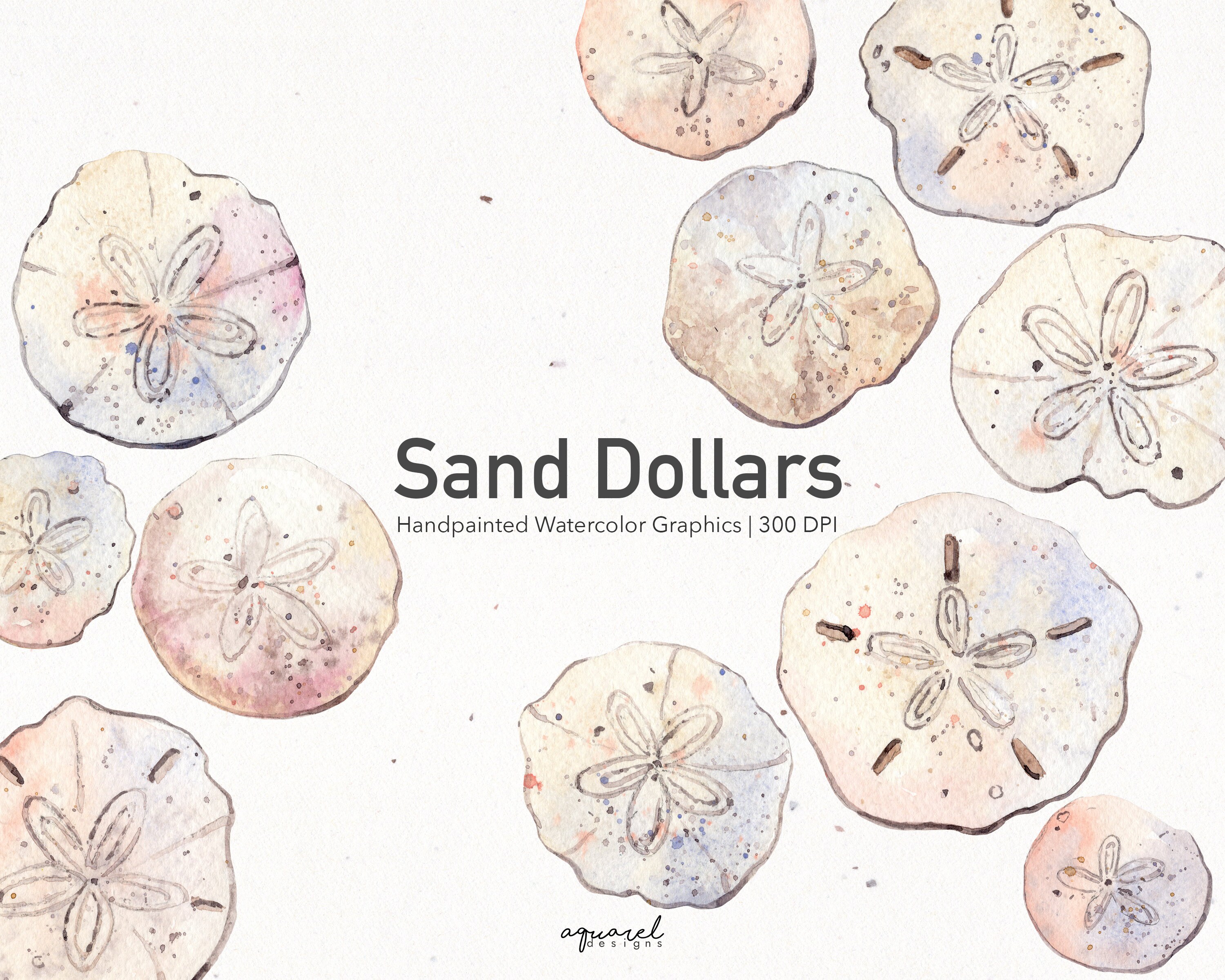 Clipart Sand Dollar