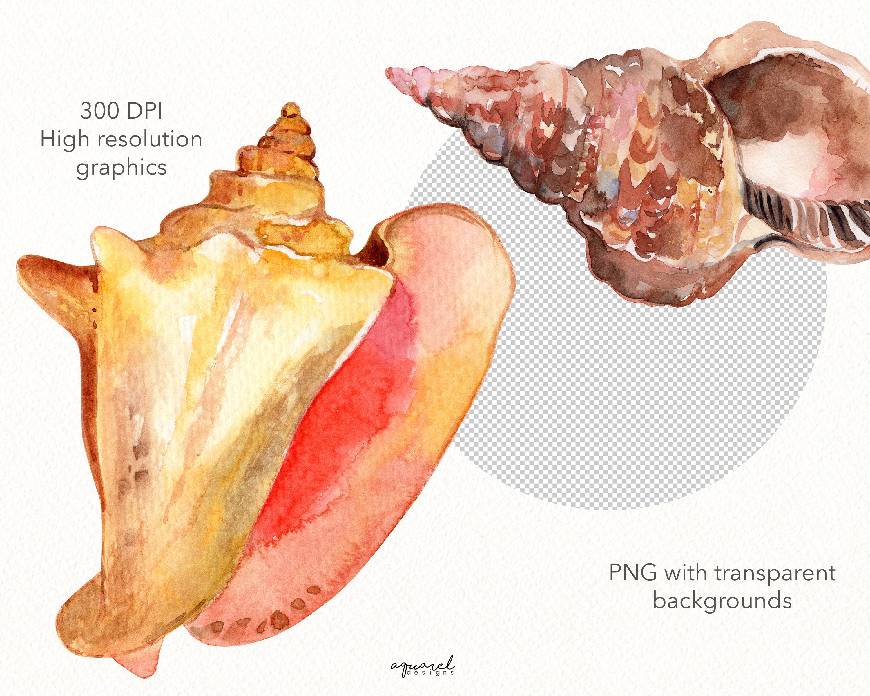 Watercolor Seashells Clipart Summer Clipart Beach Clipart - Etsy