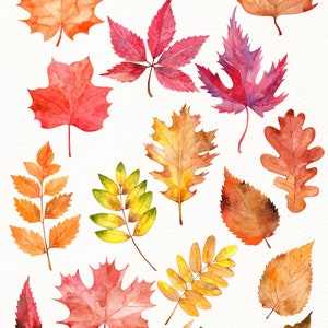 Watercolor Autumn Leaves Clipart, Hand Painted, Fall Leaf, Autumn Decor ...