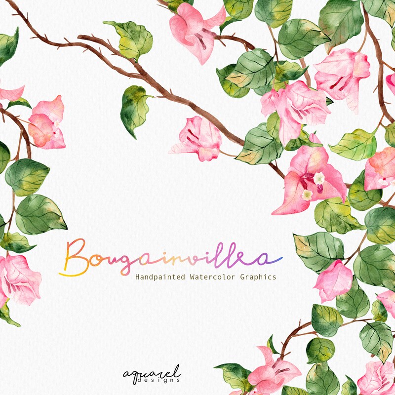 Bougainvillea - Etsy