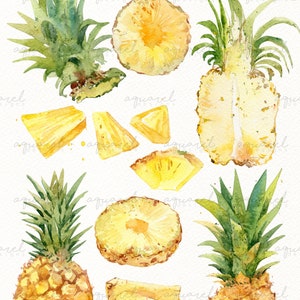 PINEAPPLE, Watercolor Clipart, Tropical Fruits, Summer, Hand Painted ...