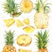 PINEAPPLE, Watercolor Clipart, Tropical Fruits, Summer, Hand Painted ...