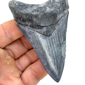 DAGGER Megalodon Shark Tooth 3.75 Large Fossil, Real Meg Teeth Rare ...