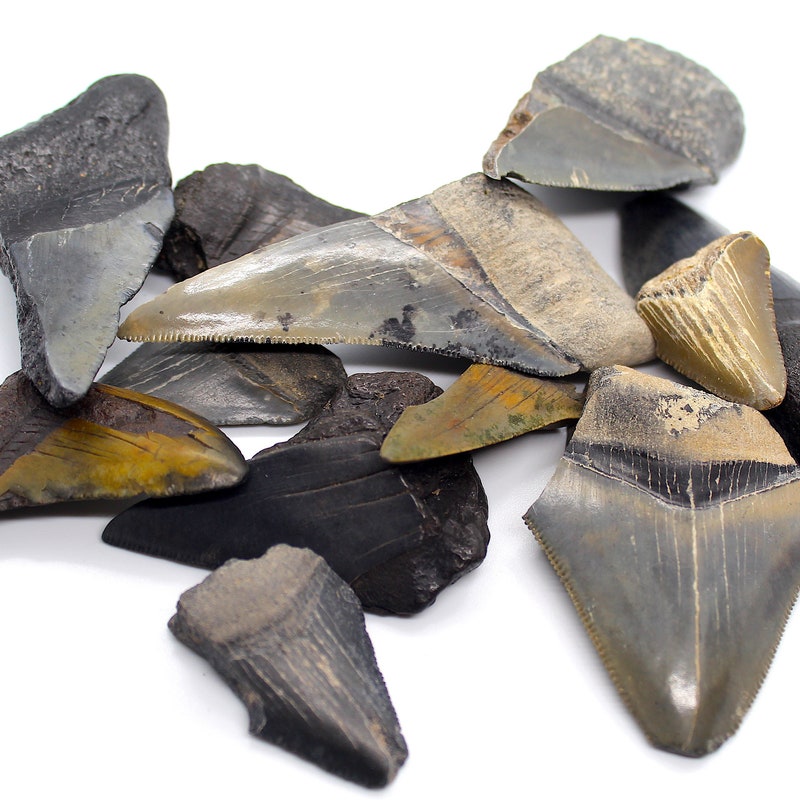 White Tooth Fossils - Etsy