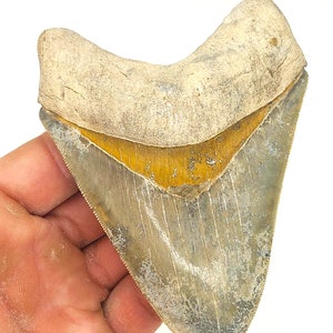 BEAUTIFUL Golden Beach 4 7/16 Inch Megalodon Shark Tooth Fossil, Real ...