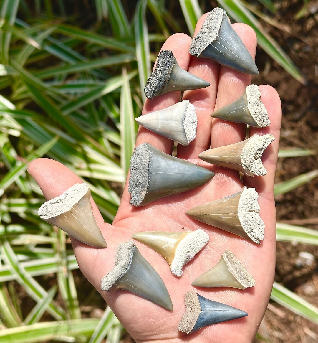 REAL Fossil Lesser Great White Shark Teeth, Mako, Greatwhite Ancestor ...
