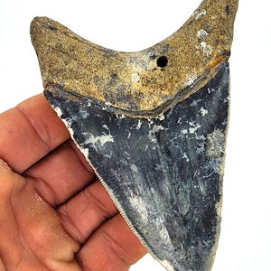 CAMO Lightning 4 Inch Megalodon Shark Tooth Fossil Golden Beach, Real ...